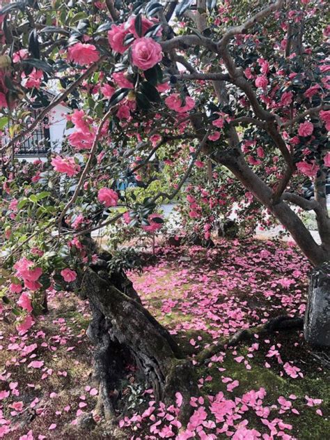 Resize Animated  S Animated  Animation 