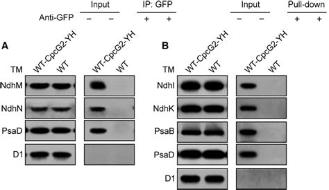 Figure 4 From The Ndh 1l Psi Supercomplex Is Important For Efficient