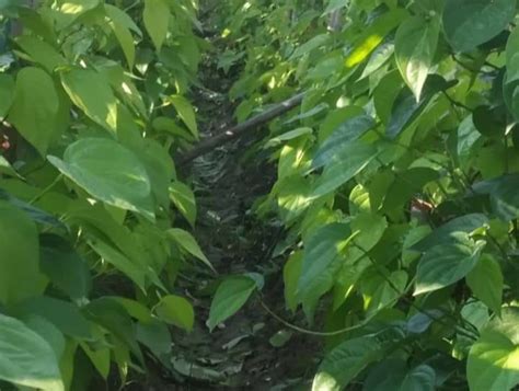 ပေါင်းတည်မြို့နယ်တွင် ကွမ်းရွက်ပင်စိုက်ပျိုးသူများ ဝင်ငွေကောင်း