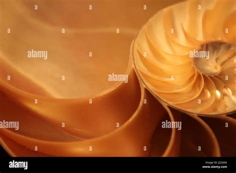Nautilus Shell Symmetry Fibonacci Half Cross Section Spiral Golden