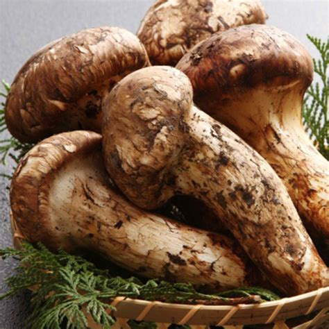 Matsutake Mushrooms Description At Emily Jenkins Blog