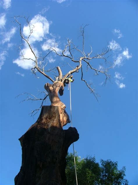 Large Dead Tree Removal In Gosford Everwilling Tree Specialists