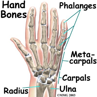 Metacarpophalangeal Joints