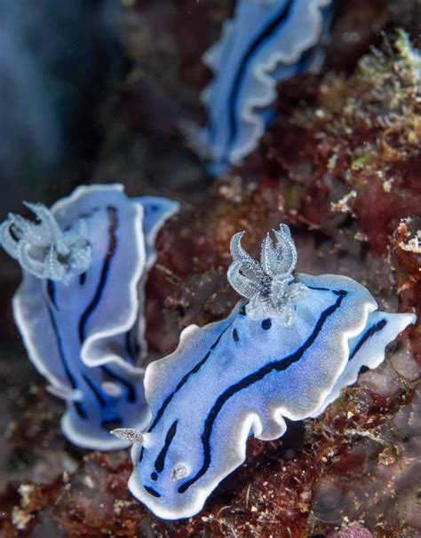 Blue Nudibranch Scientific Name Two Sea Slugs On Rock Sea Slug Blue