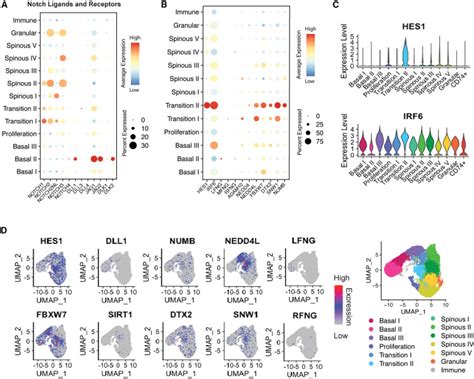 Single Cell Rna Sequencing Of Human Epidermis Identifies Lunatic Fringe As A Novel Regulator Of
