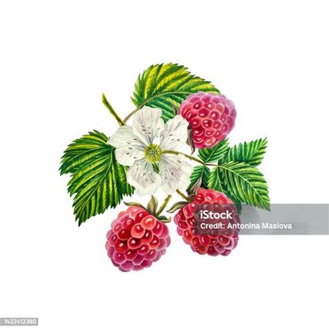 라즈베리 열매 잎 및 꽃이있는 라즈베리 가지 수채화 그림 흰색 배경에 고립되어 있습니다 0명에 대한 스톡 벡터 아트 및 기타 이미지 Istock