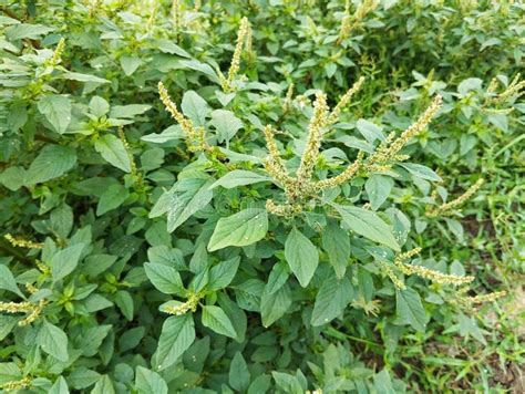 Spiny Amaranth Plant Amaranthus Spinosus In Outdoor Garden Stock