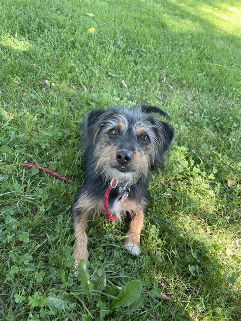 Running With A Small Reactive Dog Rrunningwithdogs