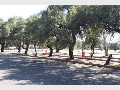 Illegal Cutting Of Municipal Trees Prohibited Kathorus Mail