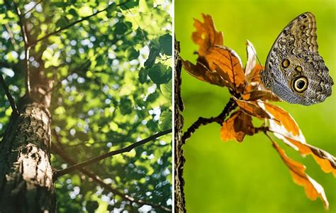 Insect Friendly Trees Native Garden Trees For Bees Beetles Butterflies