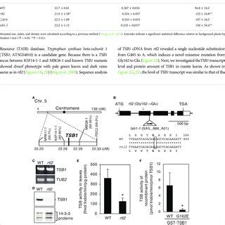 Stomatal Size Index And Density In Plants Download Scientific Diagram