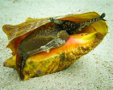 Queen Conch The Intriguing Sea Snail Ocean Info