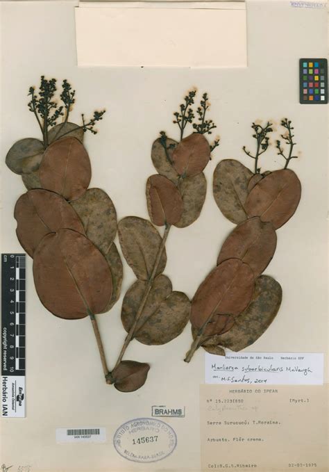 Marlierea Suborbicularis Ribeiro 145637 Scale 50 Mm Download