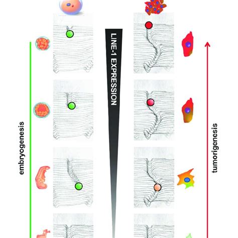 Reactivation Of Embryonic Genetic Circuits In Differentiated Cells