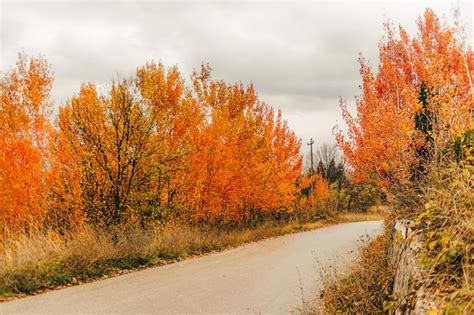 Premium Photo Vivid Orange And Yellow Tree In Autumn