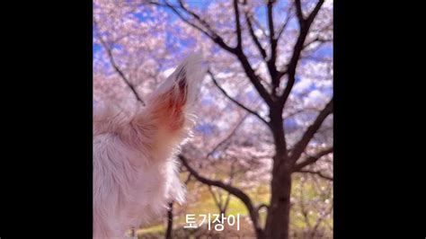 Ccm Playlist ㅣ 봄에 듣기 좋은 시와그림inst Youtube