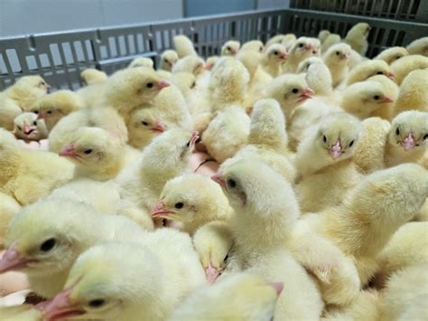Proto Chicks Kelfoods