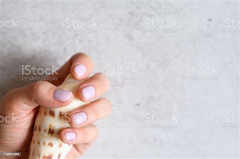 옅은 분홍색 으로 칠해진 손톱을 가진 여성의 손은 회색 콘크리트 배경에 조개를 들고 있습니다 텍스트 공간 개념에 대한 스톡 사진 및 기타 이미지 Istock