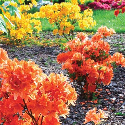 Rhododendron Azaleas Hello Hello Plants Garden Supplies