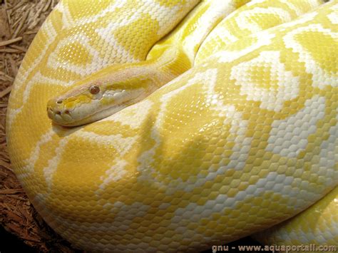 Python Molurus