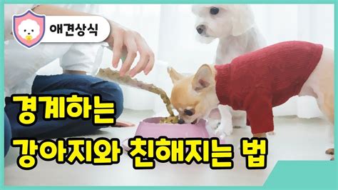 경계하는 강아지와 친해지는 법 우리 개가 왜그랬개 Youtube