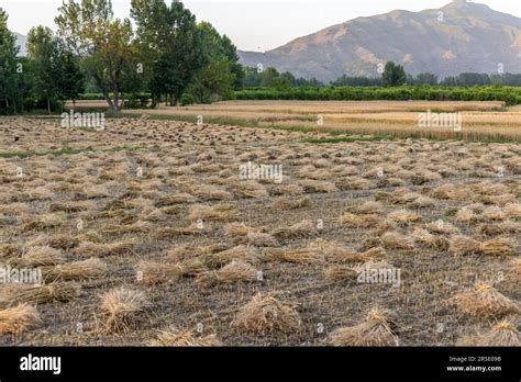 Wheat Crops Harvested In Summer Season In Pakistan Stock Photo Alamy
