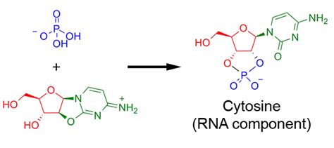 Origin Of Life Building An RNA World From Simple Chemicals Ars Technica