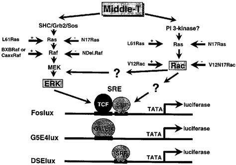 Schematic Representation Of Signaling From Middle T To The Various Download Scientific Diagram