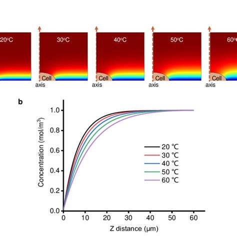 Figure S10 A The Side View Of Steady State Concentration Pattern Of