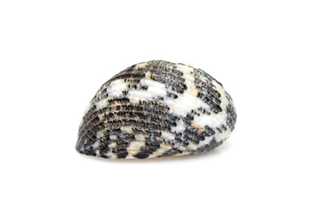 Premium Photo Image Of Nerita Undata Shell Is A Species Of Sea Snail