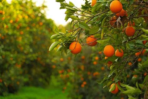 These Are The 5 Healthiest Fruits You Can Eat Nutrition In Usa