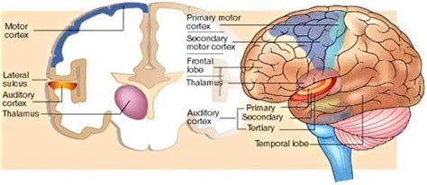 Auditory Cortex Auditory Area Of Brain Location Function