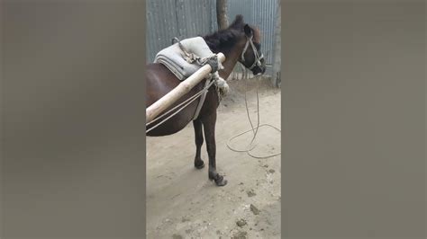 ঘোড়া গাড়ি ৩ Youtube