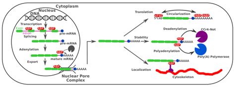 Cells Free Full Text Functions Of Rna Binding Proteins In Cardiovascular Disease
