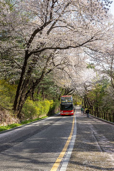 서울 남산공원 벚꽃 백범광장 성곽길 남산둘레길 코스 순환버스타고 남산타워까지 네이버 블로그