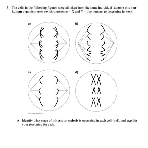 3 The Cells In The Following Figures Were All Taken From The Same Individual Assume This