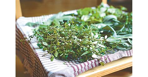 Кои лечебни растения се берат през август Български Фермер