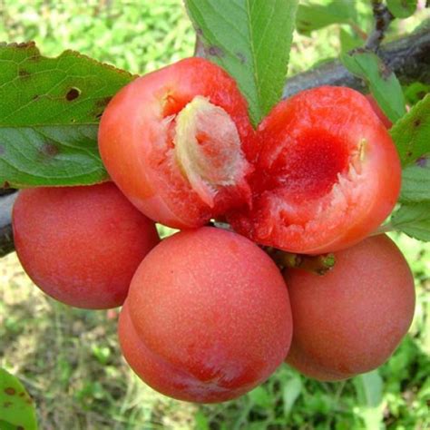 Puieți De Prun Jamaica La Ghiveci 2 5 L Roa Garden