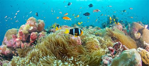 Snorkeling Redang Island 2 Go Visit Redang