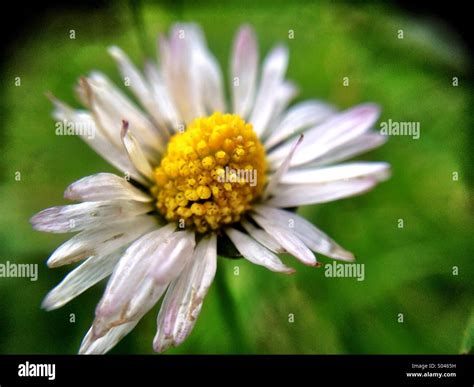 Dirty Daisy Stock Photo Alamy
