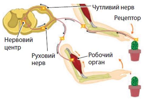 Рефлекторна дуга — будова види та функції