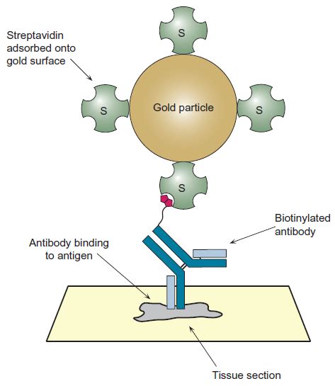 Streptavidin Modification Cd Bioparticles