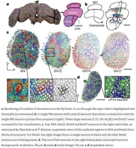 Stm Brain Map Of Female Fruit Fly