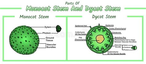 Dicot And Monocot Stem Download Scientific Diagram