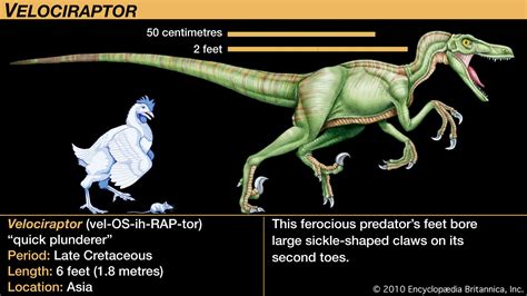 Velociraptor Size Comparison Jurassic Park