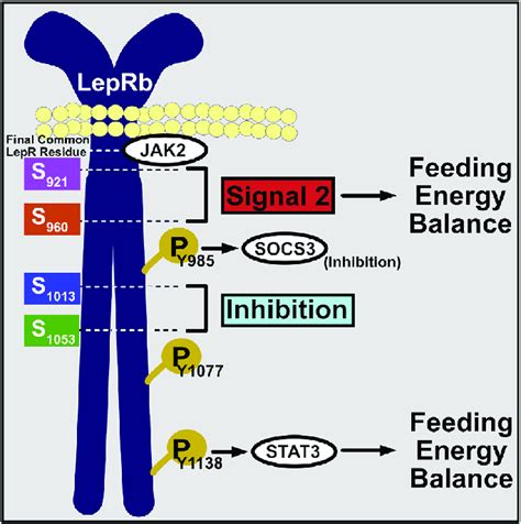 Schematic Diagram Of Tyr Dependent And Independent Leprb Signals A Download Scientific