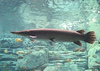 Alligator Gar Wikipedia
