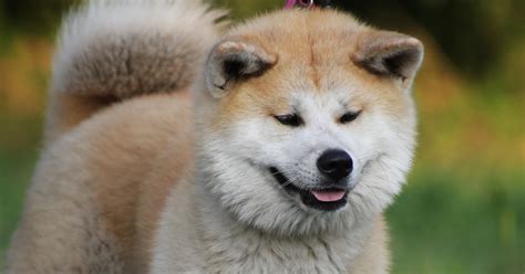 Visit Akita The Hometown Of The Loveable Akita Breed Cooljapan