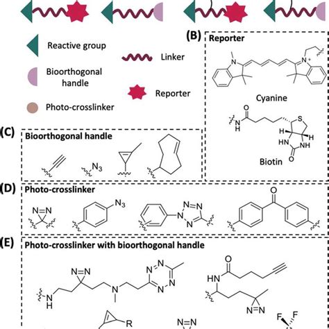 The General Workflow Of Abpp Using Abps And Afbps From Identification Download Scientific