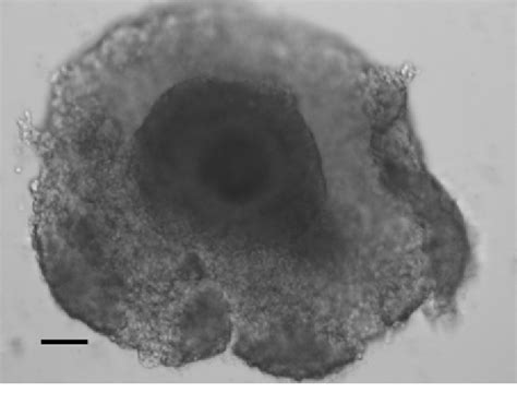 Bovine Cumulus Oocyte Complex Attached To The Mural Granulosa Light Download Scientific